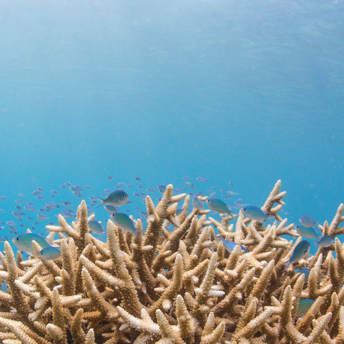 L'océan devient de plus en plus acide – Posidonie